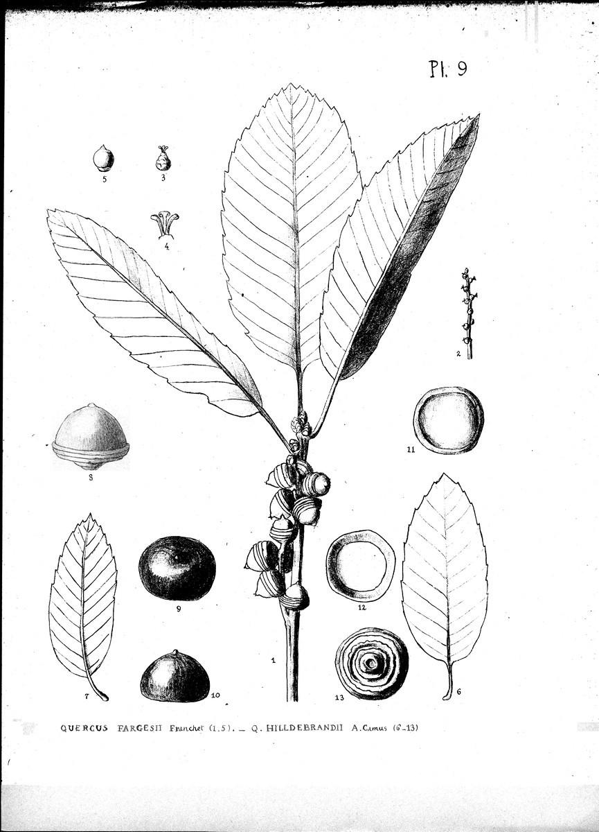 Quercus hilldebrandii